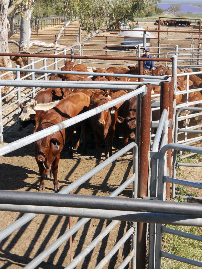 Stress Free Stockmanship | Our Animals, Ourselves, Our Landscape.